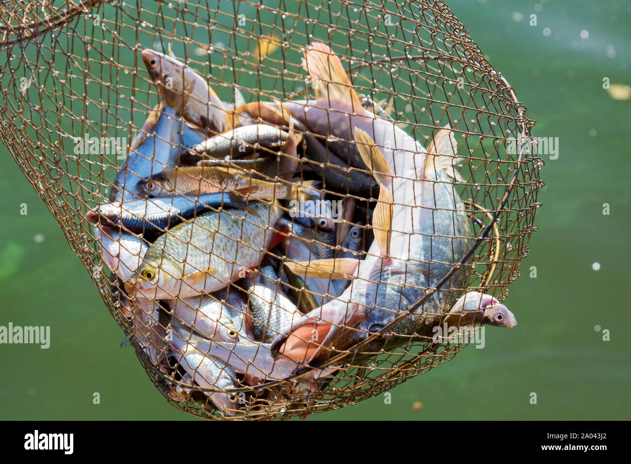 View of different freshwater fish caught in a net trap Stock Photo - Alamy