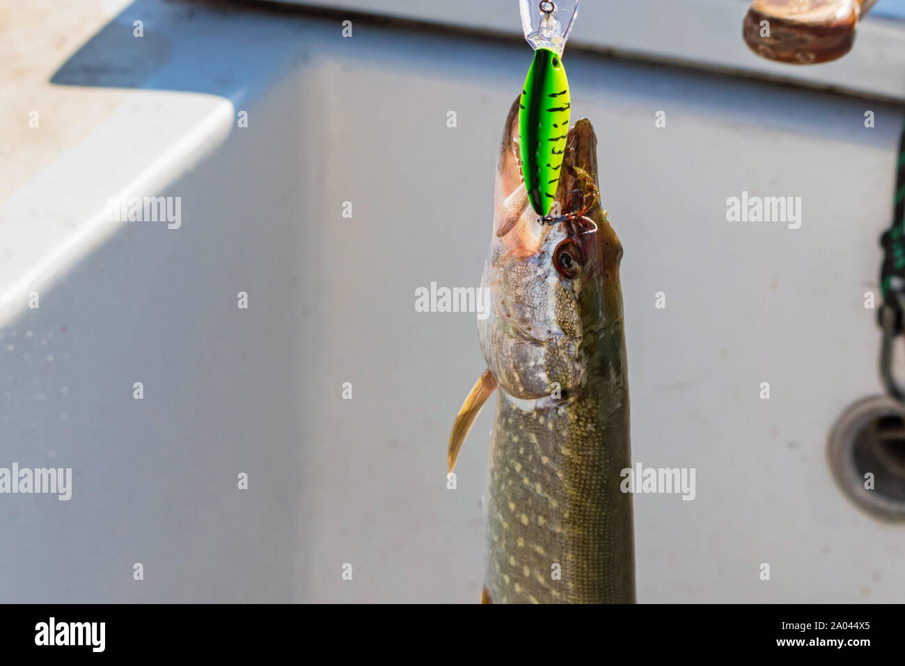 Freshwater fish just taken from the water. Single nothern pike fish on ...