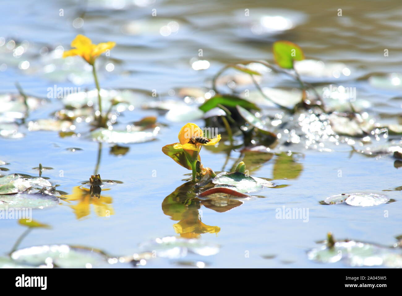Water Pollination Plants