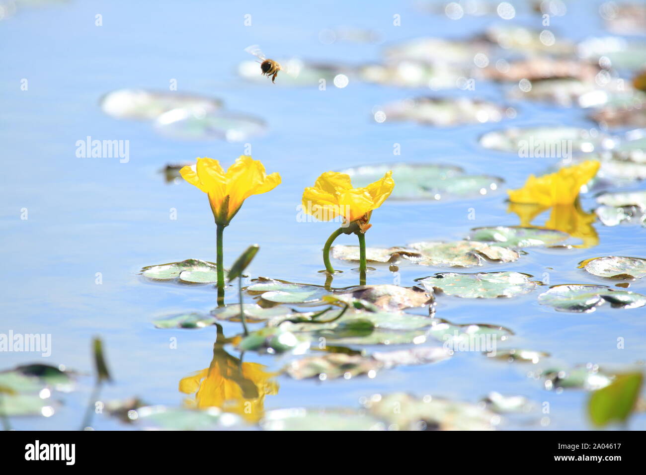 Yellow floating heart in swamp; reflection in water Stock Photo - Alamy