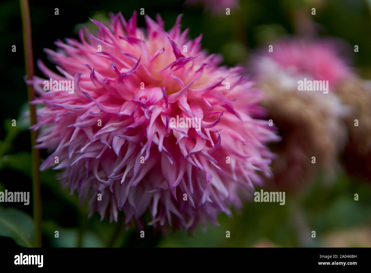 Blooming dale flower hi-res stock photography and images - Alamy