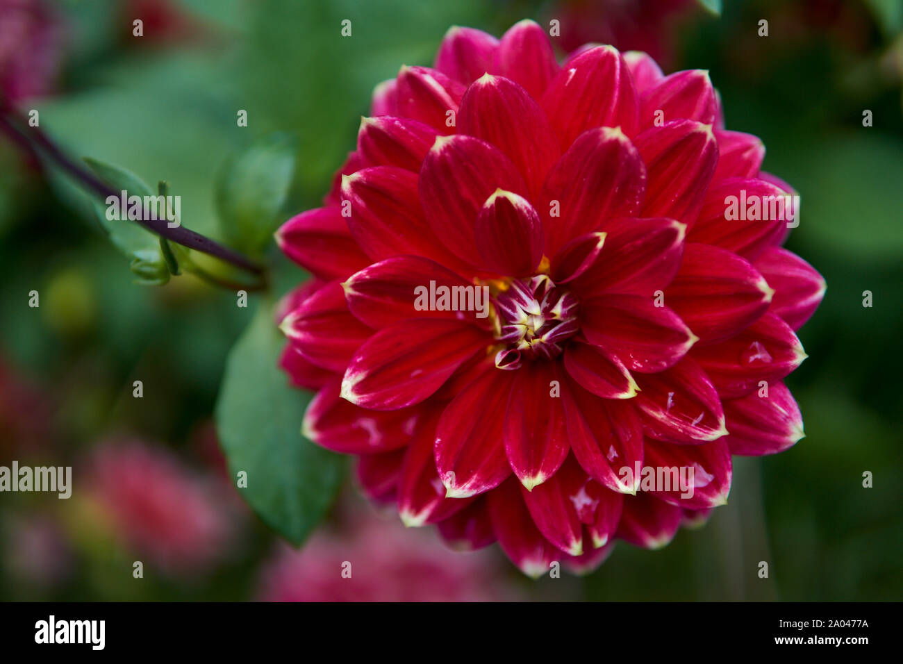 Red dale hi-res stock photography and images - Alamy