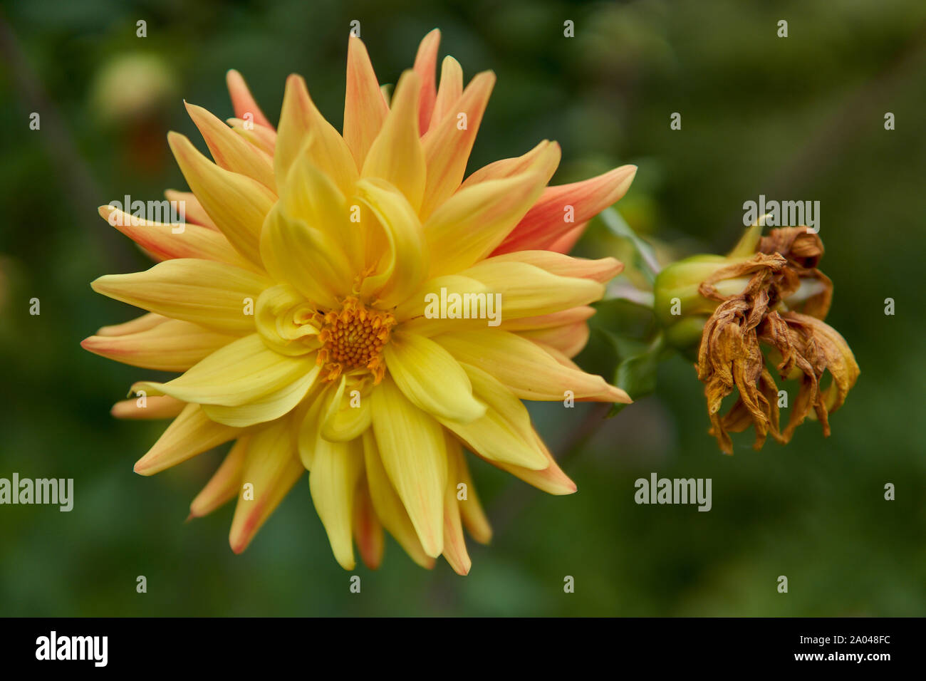 Blooming dale hi-res stock photography and images - Alamy