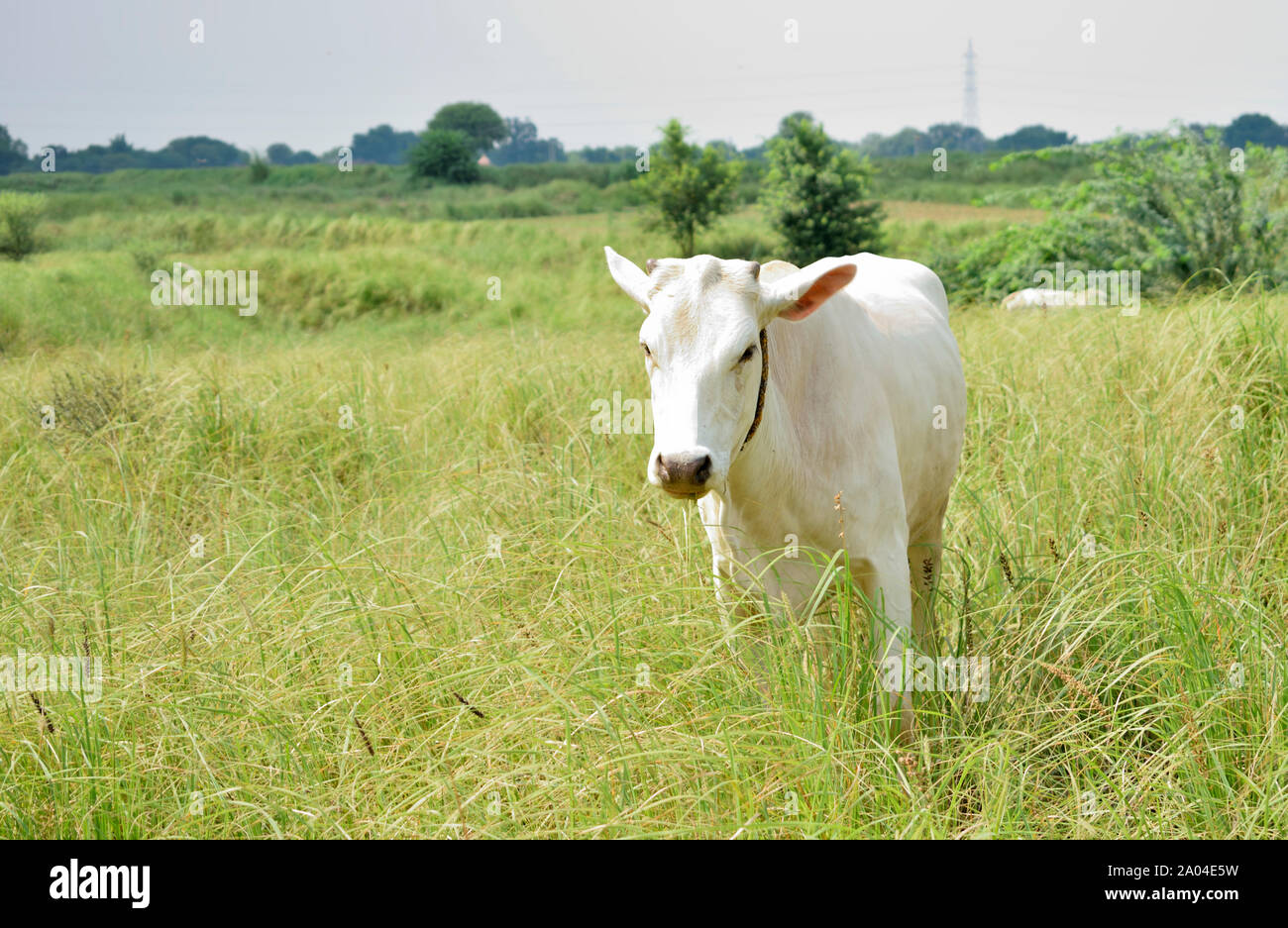 Indian sacred cow standing in hi-res stock photography and images - Alamy