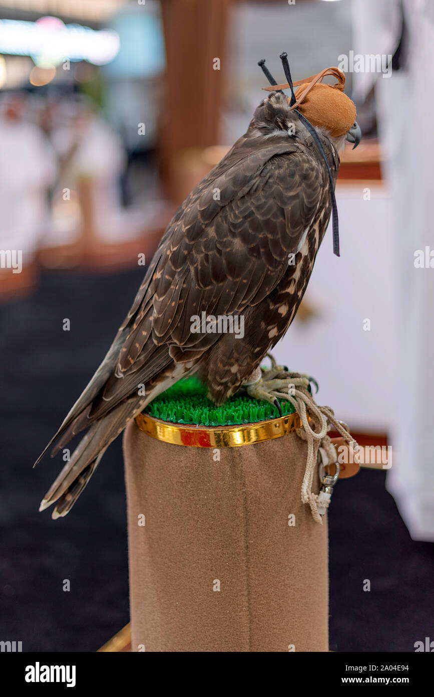 A young peregrine falcon hi-res stock photography and images - Alamy