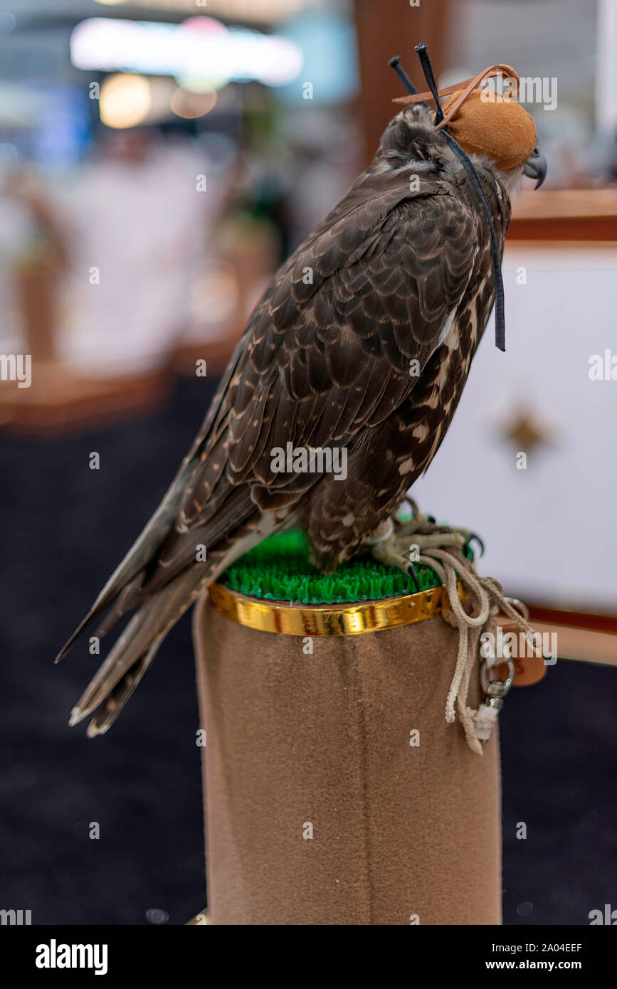 Falcon wearing a leather hood close up, Falcon on a stand Stock Photo ...