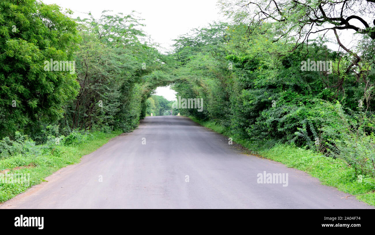 single lane india highway surrounded by trees Stock Photo - Alamy