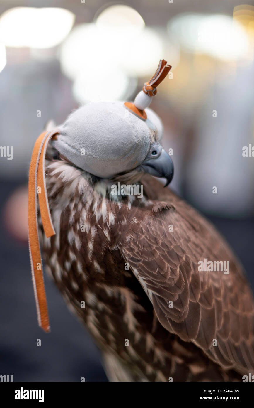 Falcon wearing a leather hood close up, Falcon on a stand Stock Photo ...