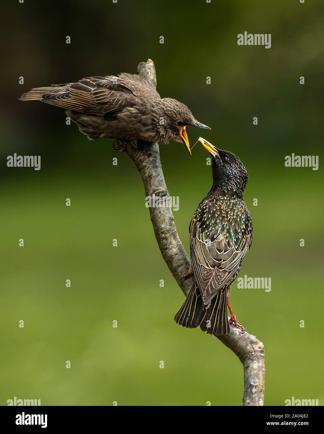 Fledgling starling hi-res stock photography and images - Alamy