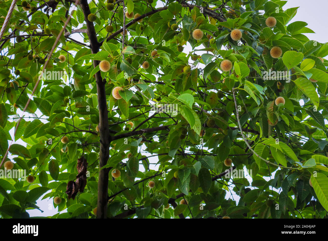 Burflower tree in the rainy season Stock Photo - Alamy