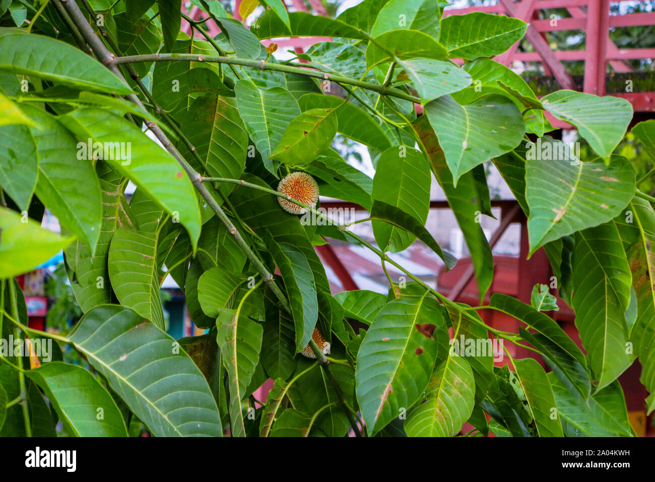 Burflower tree in the rainy season Stock Photo - Alamy