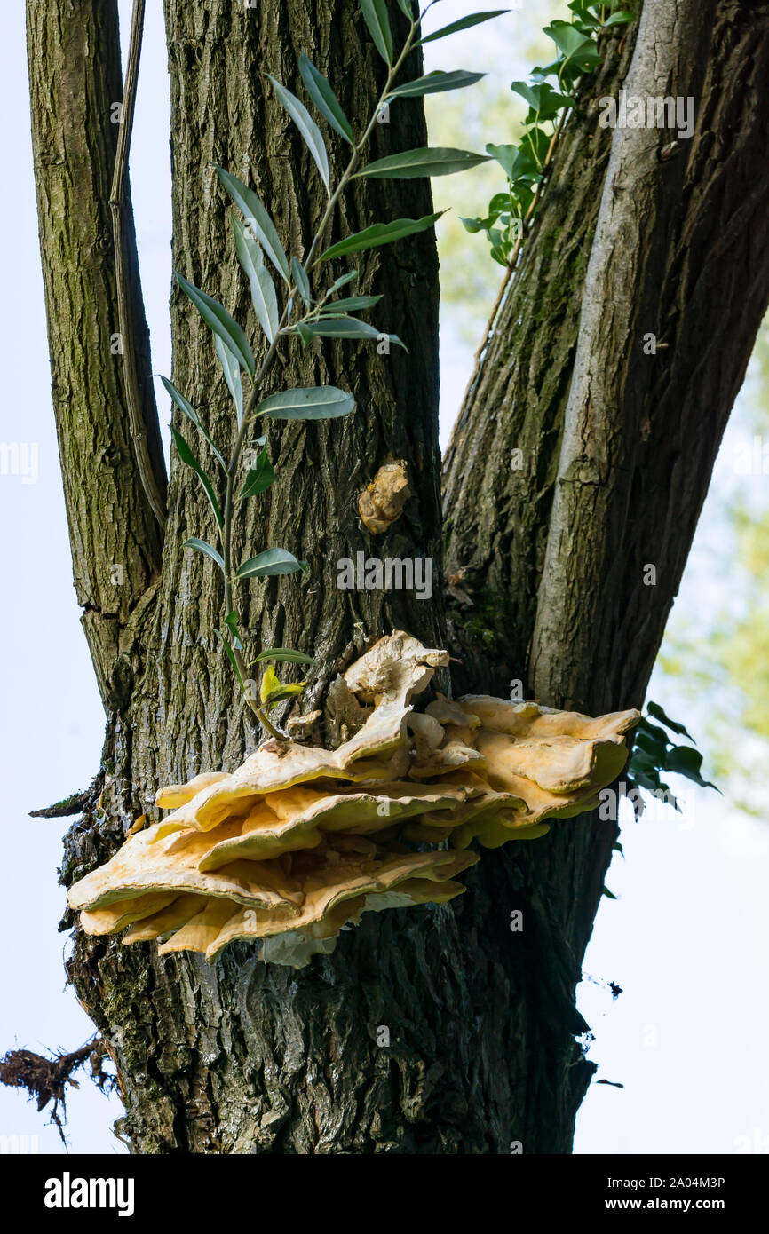 Giant Polypore bracket fungus Stock Photo - Alamy