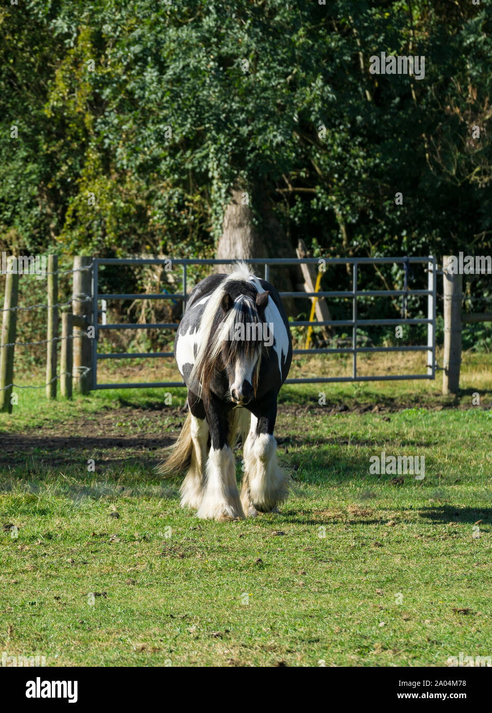 Horse walking across field towards photographer Stock Photo - Alamy
