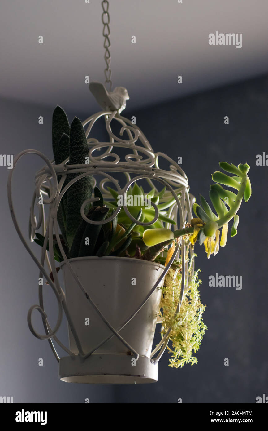 Plant ceiling hi-res stock photography and images - Alamy