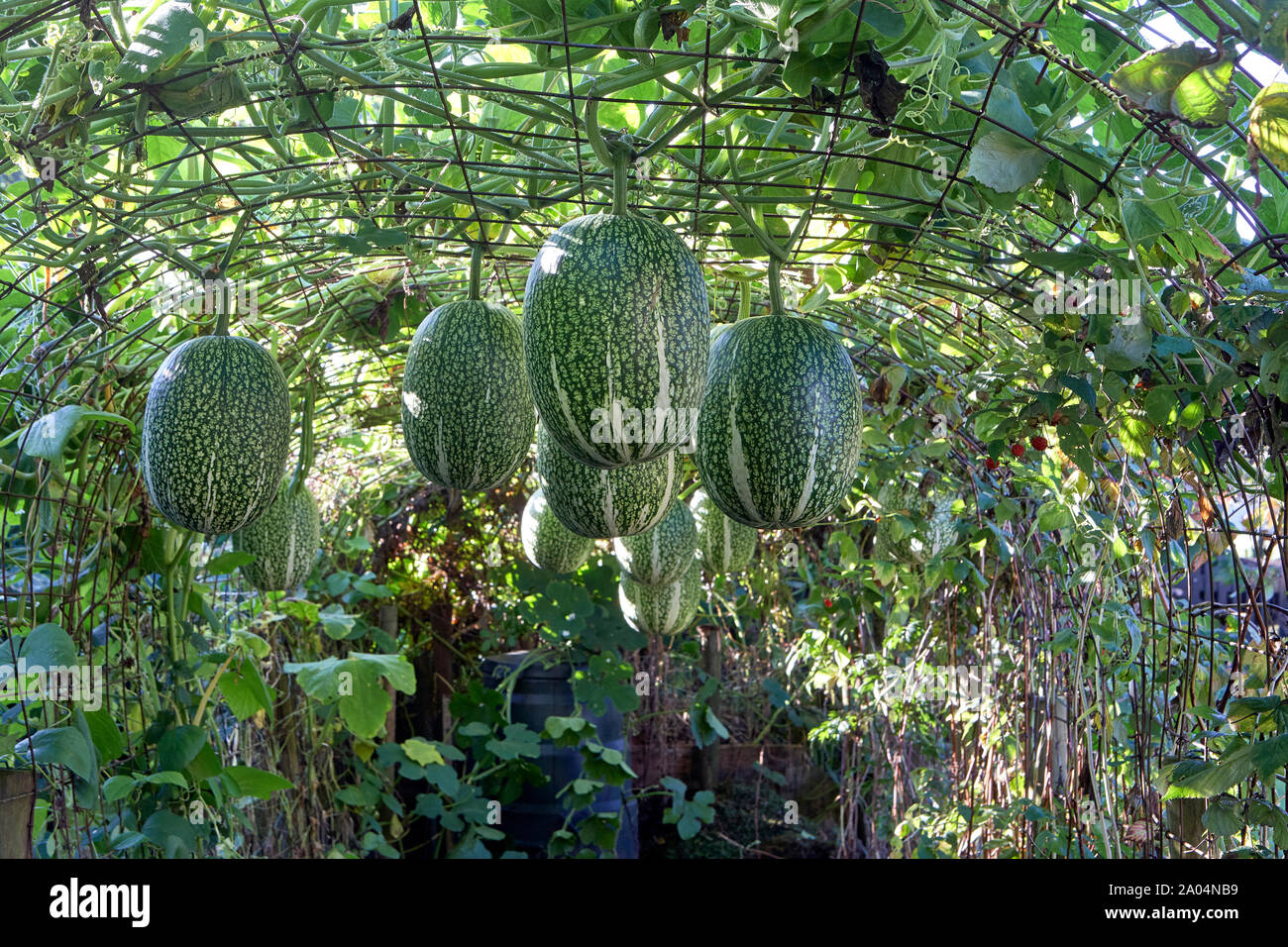 Spaghetti squash plant hi-res stock photography and images - Alamy