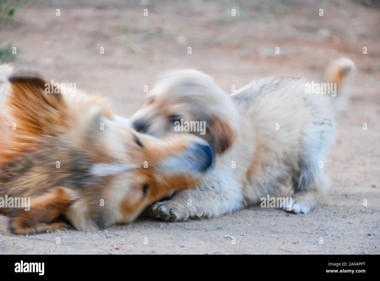 Dog playful biting her mother on the street. selective focus Stock ...