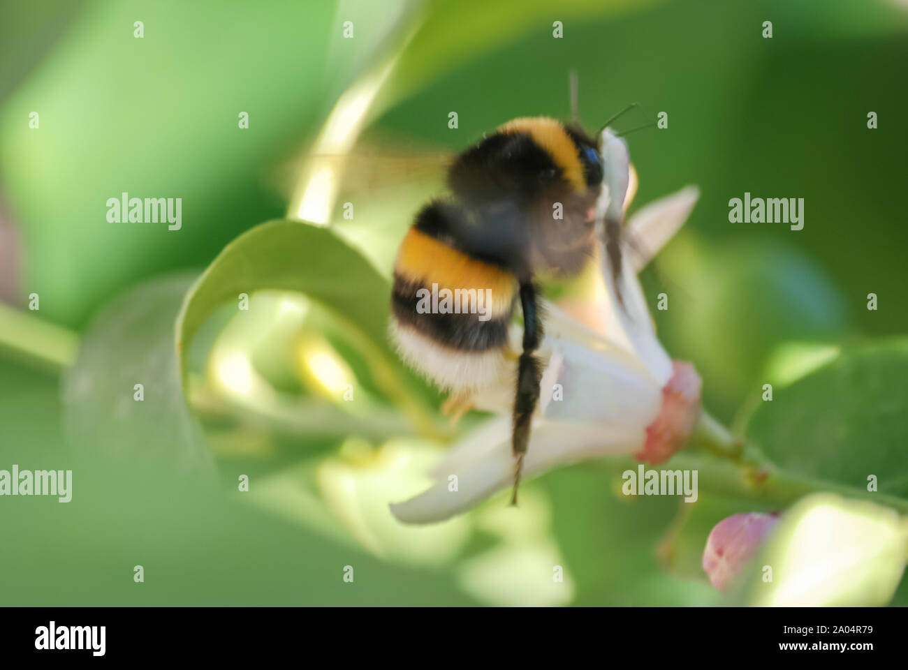 Bee pollinating a flower hi-res stock photography and images - Alamy