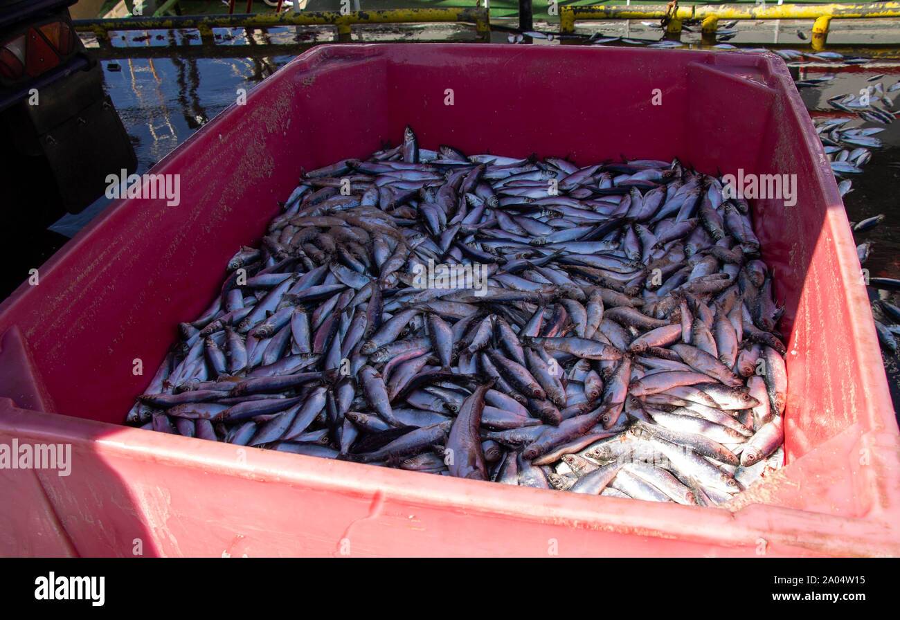 Plastic bin of fish hi-res stock photography and images - Alamy