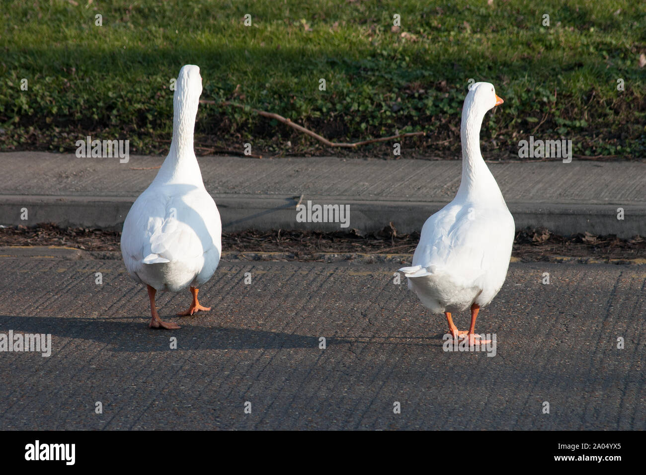 Long neck goose hi-res stock photography and images - Alamy