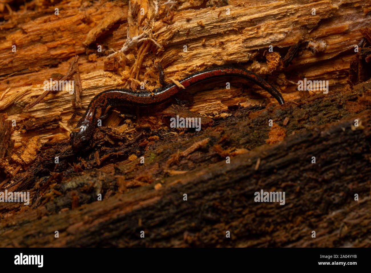 Log forest salamander hi-res stock photography and images - Alamy