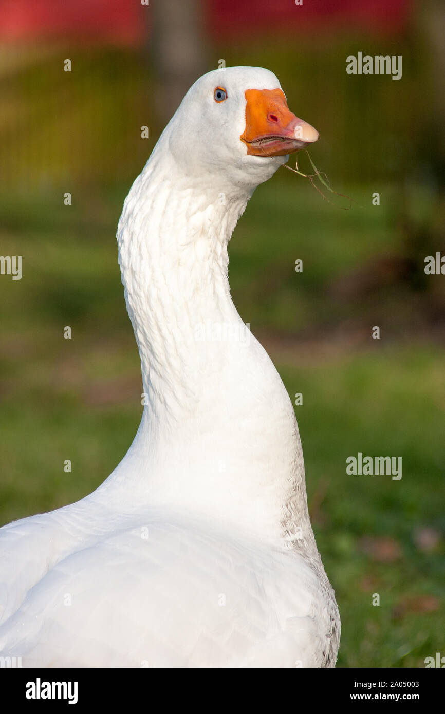 Goose and geese in lake in lake Stock Photo - Alamy