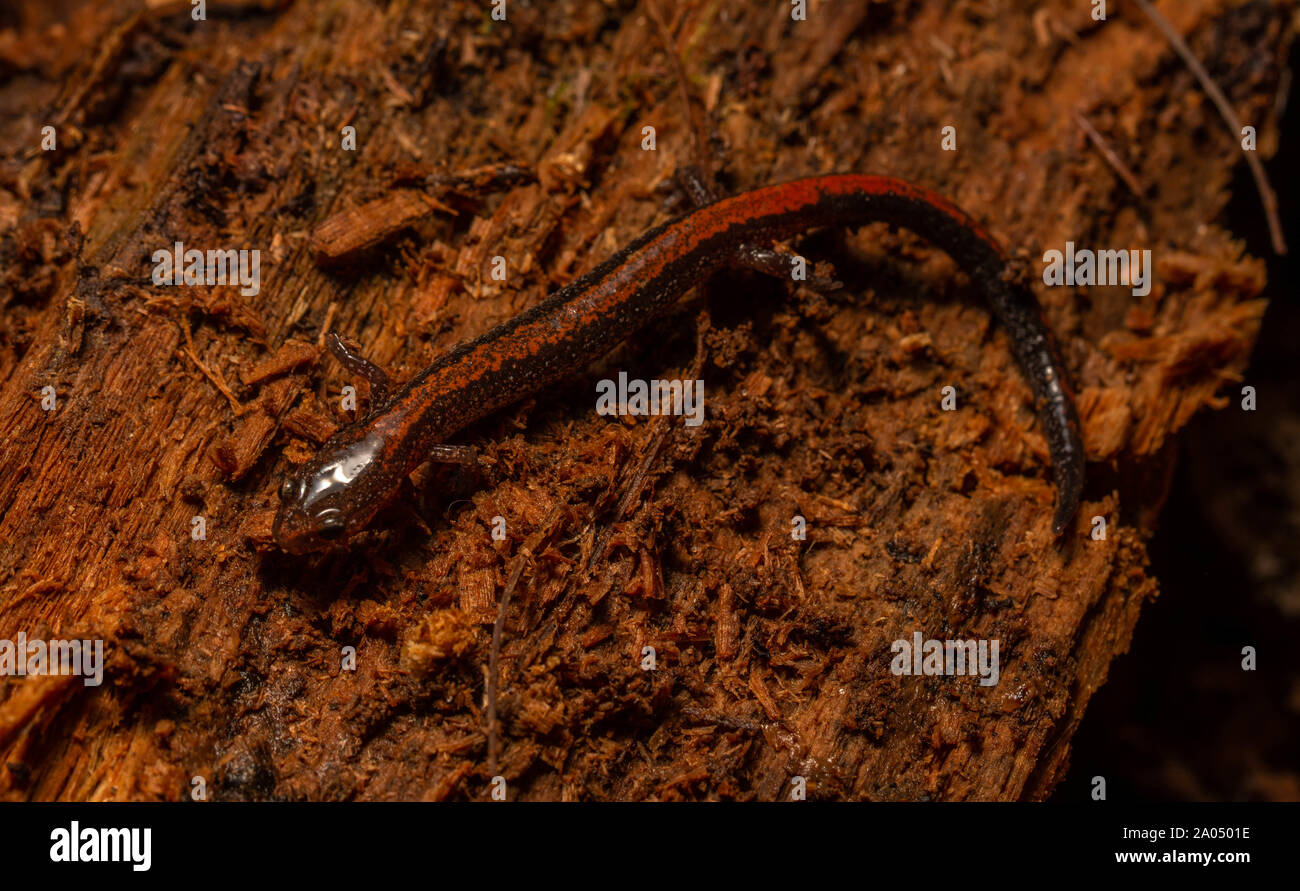 Red-backed Salamander (Plethodon cinereus) from Sheboygan County ...