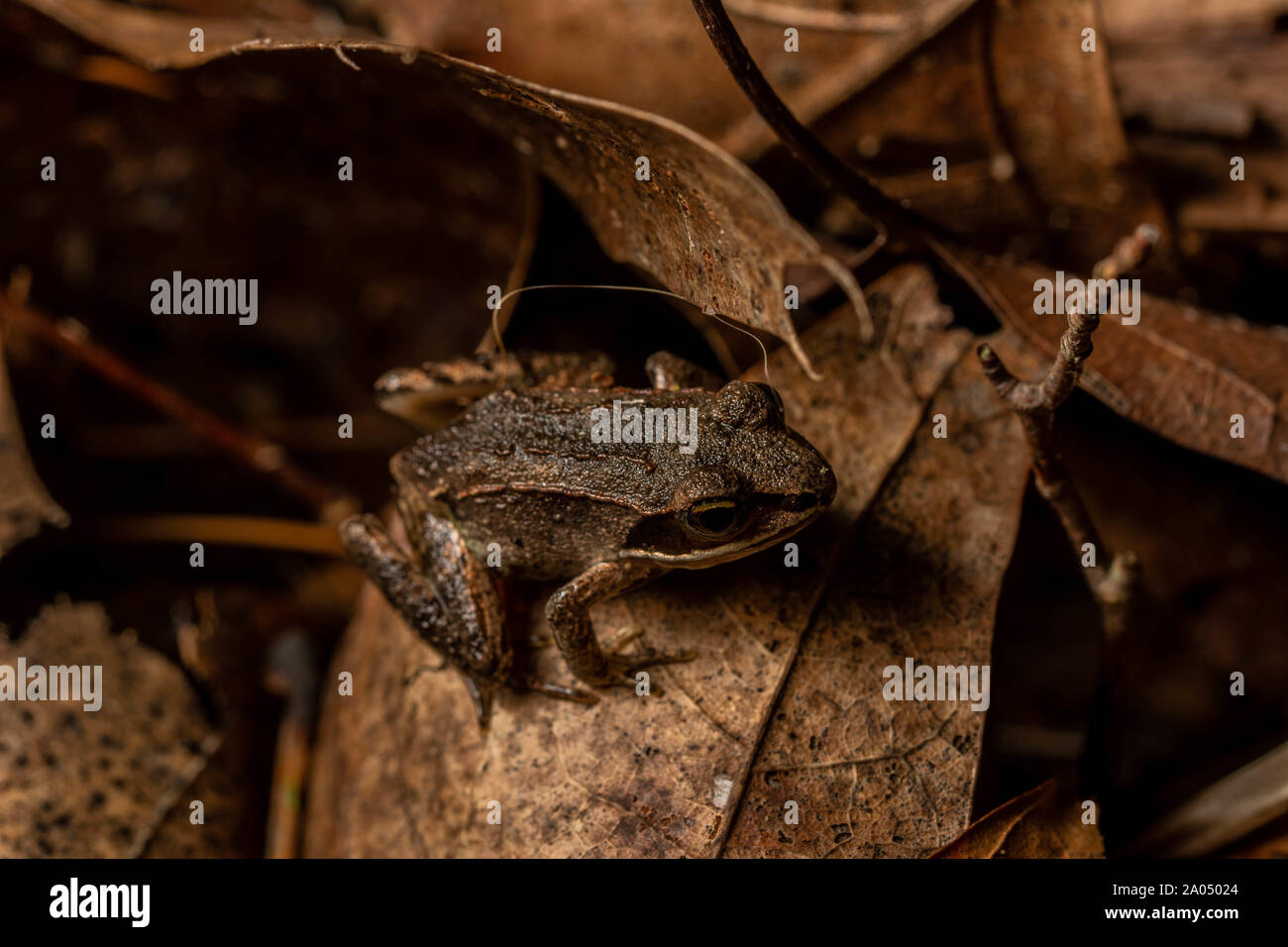 Lithobates (rana) sylvaticus hi-res stock photography and images - Alamy