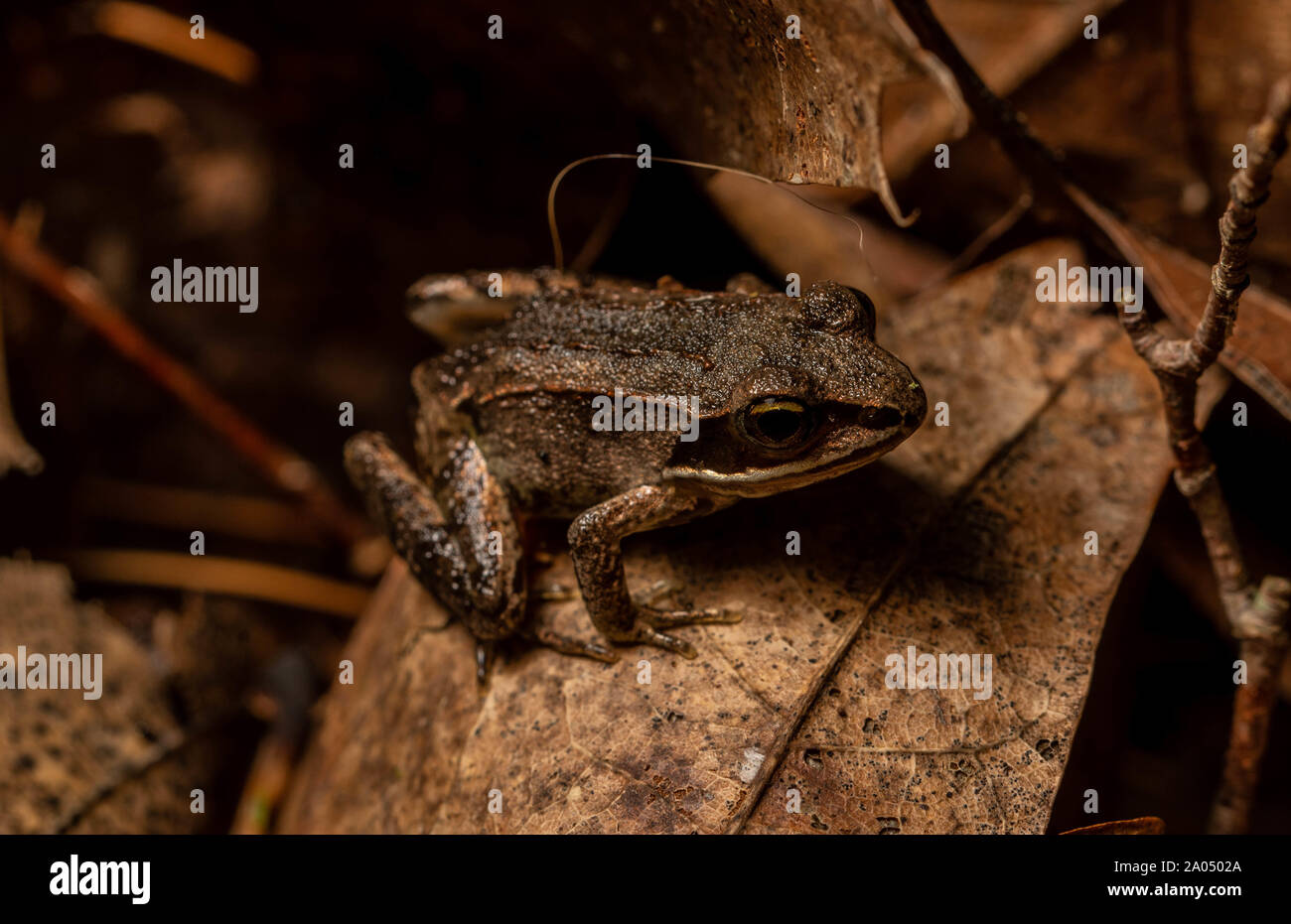 Lithobates (rana) sylvaticus hi-res stock photography and images - Alamy