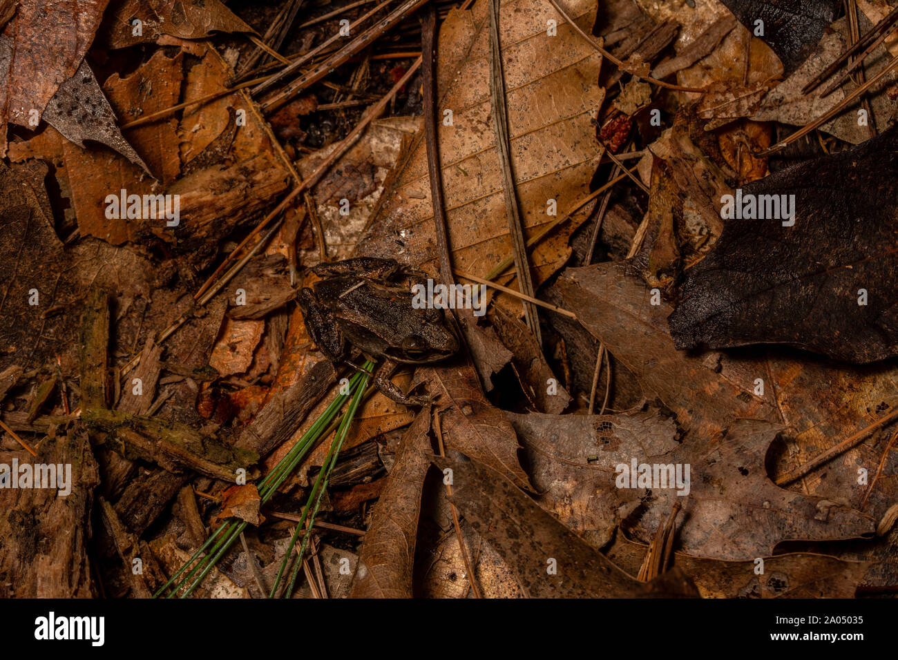 Wood Frog (Lithobates sylvaticus) from Sheboygan County, Wisconsin, USA ...