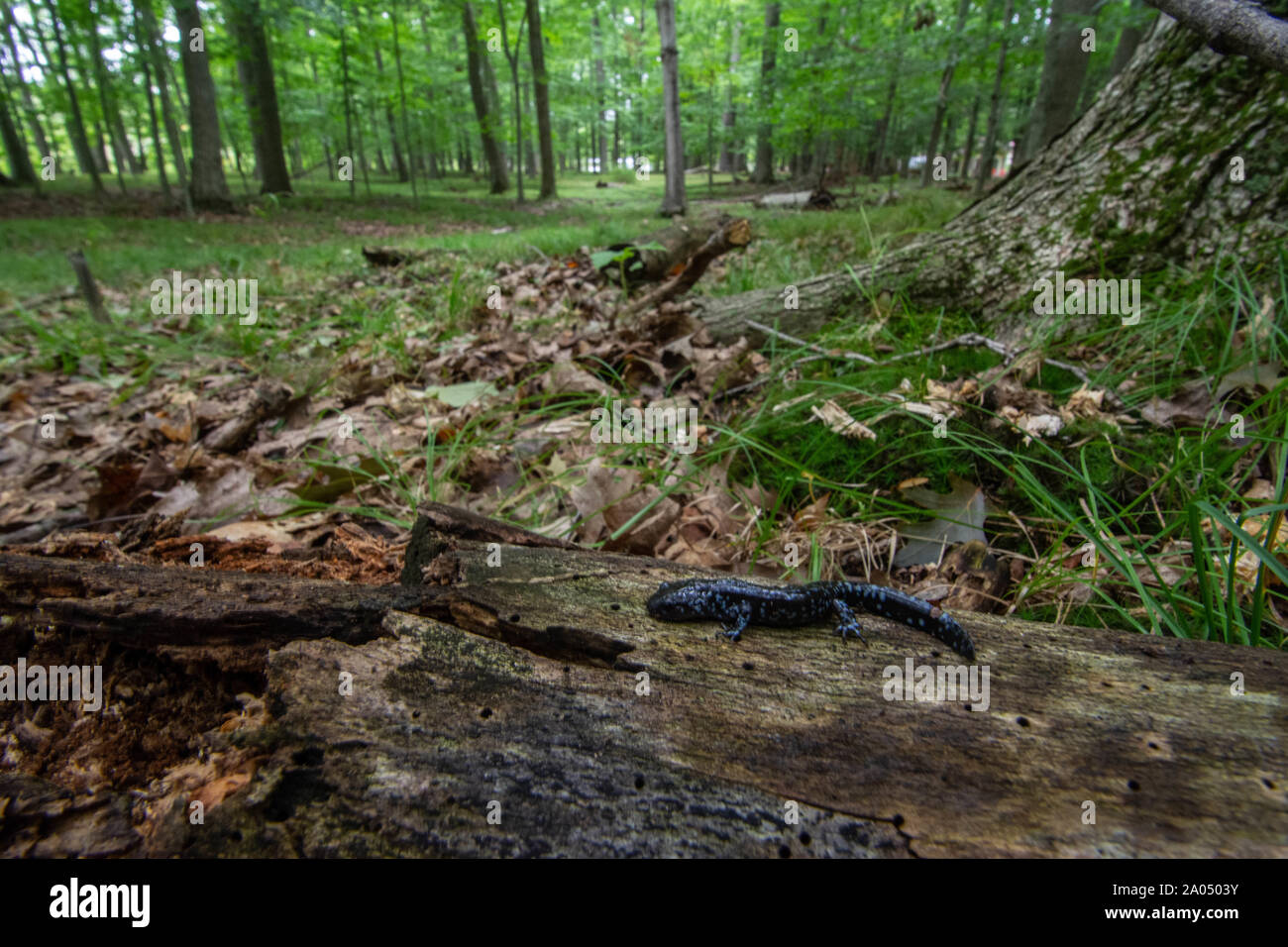 Blue-spotted Salamander (Ambystoma laterale) from Sheboygan County ...