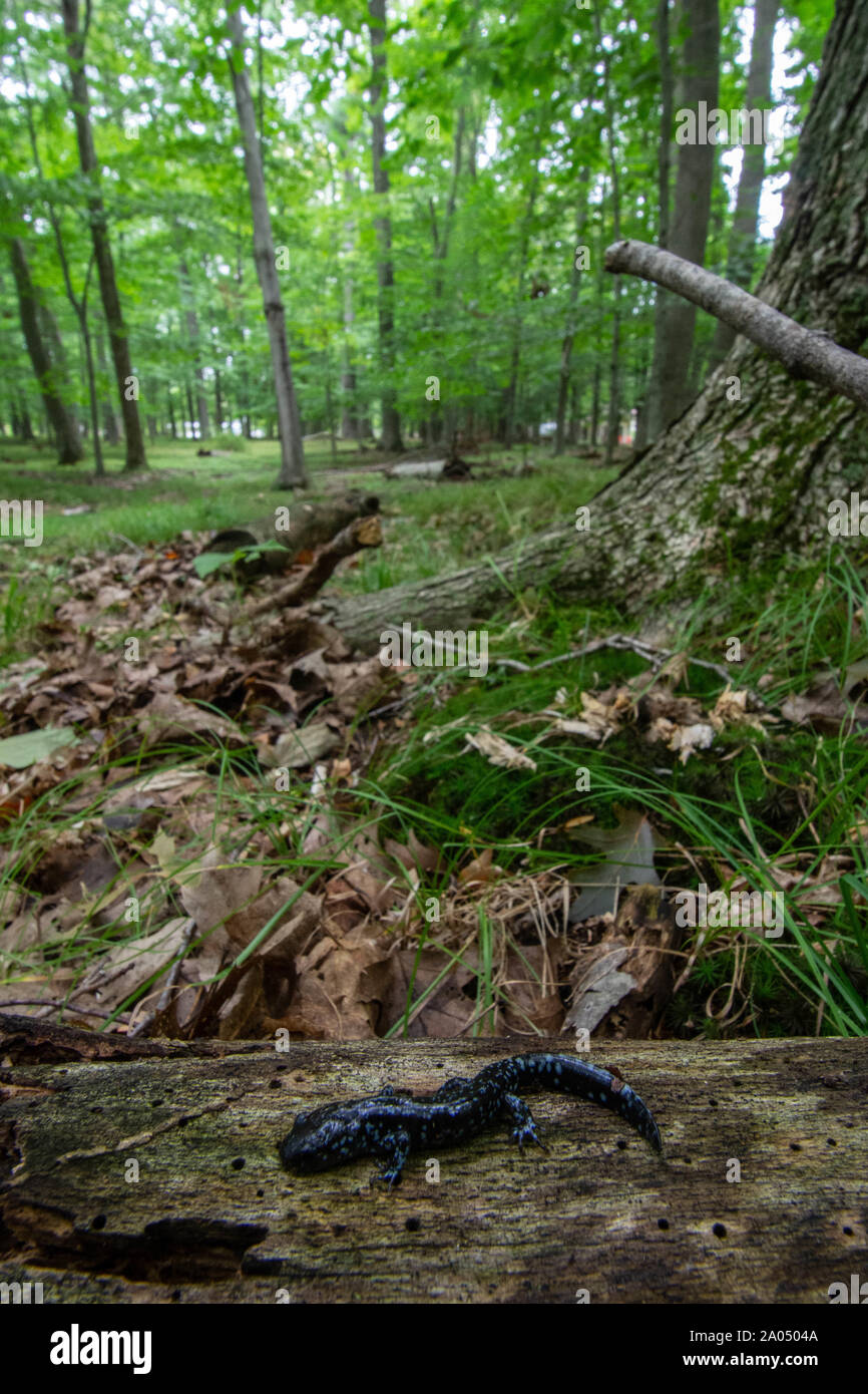 Blue-spotted Salamander (Ambystoma laterale) from Sheboygan County ...