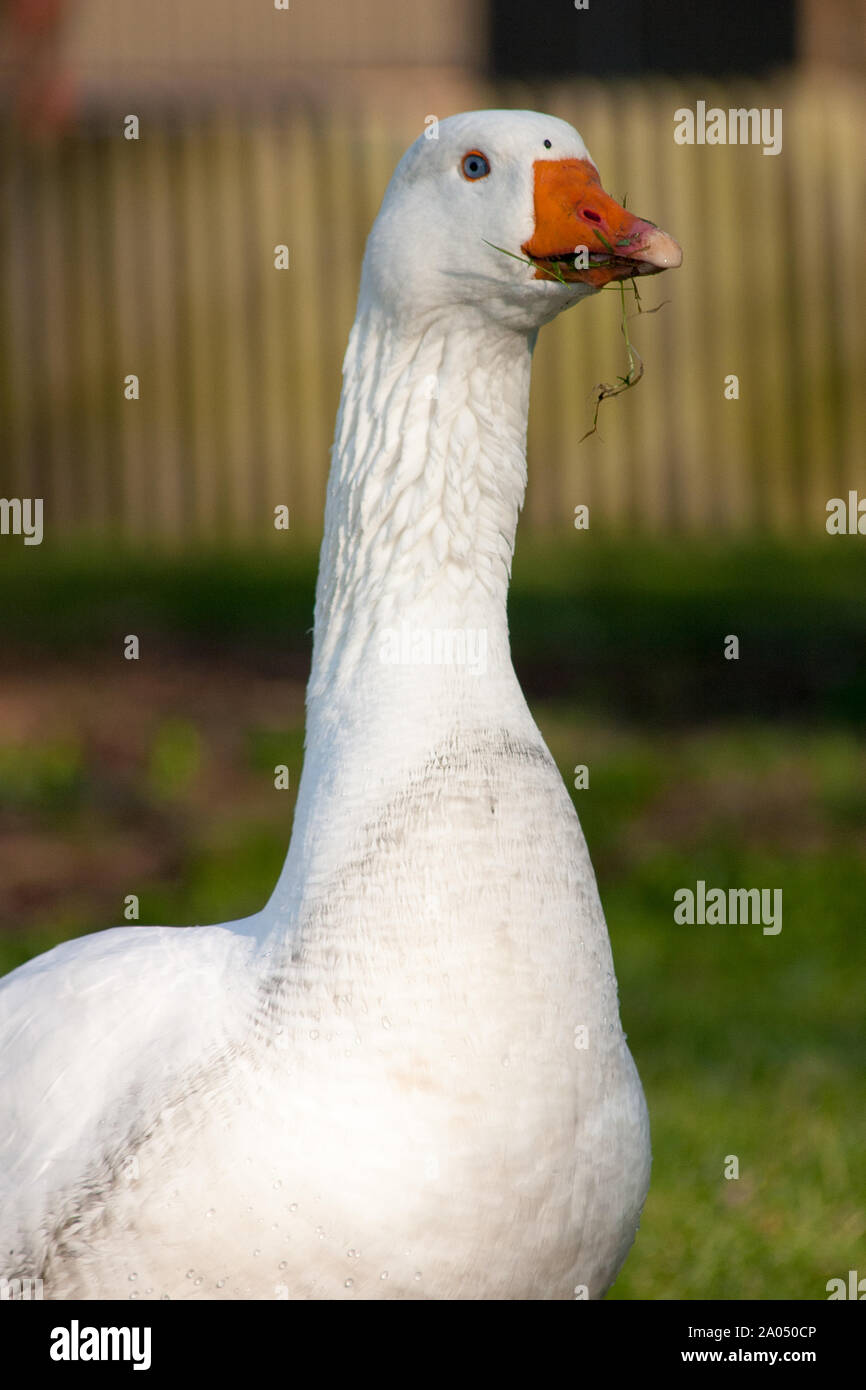 Tall goose hi-res stock photography and images - Alamy