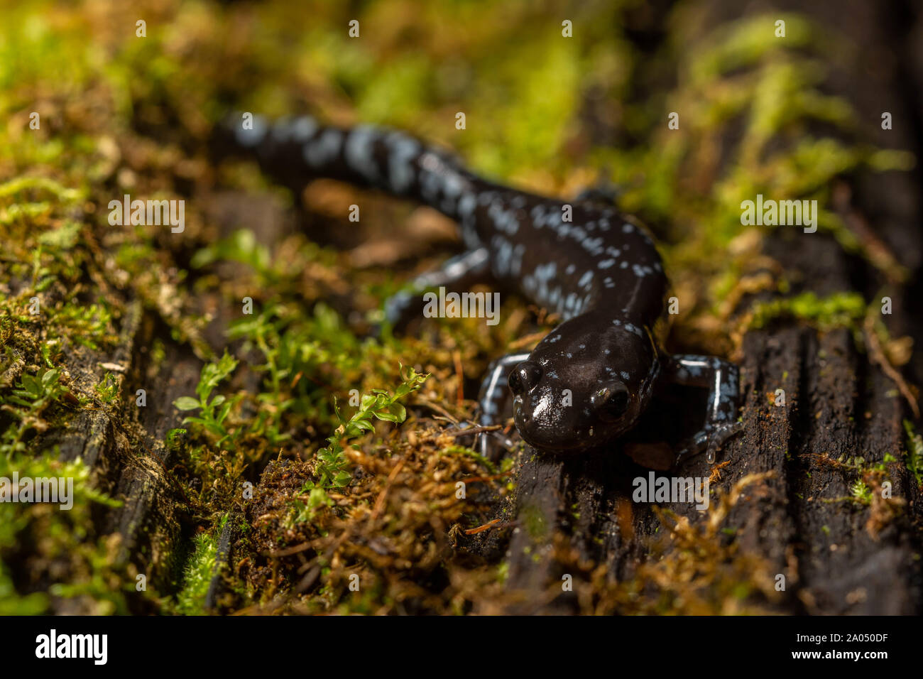Blue spotted salamander hi-res stock photography and images - Alamy