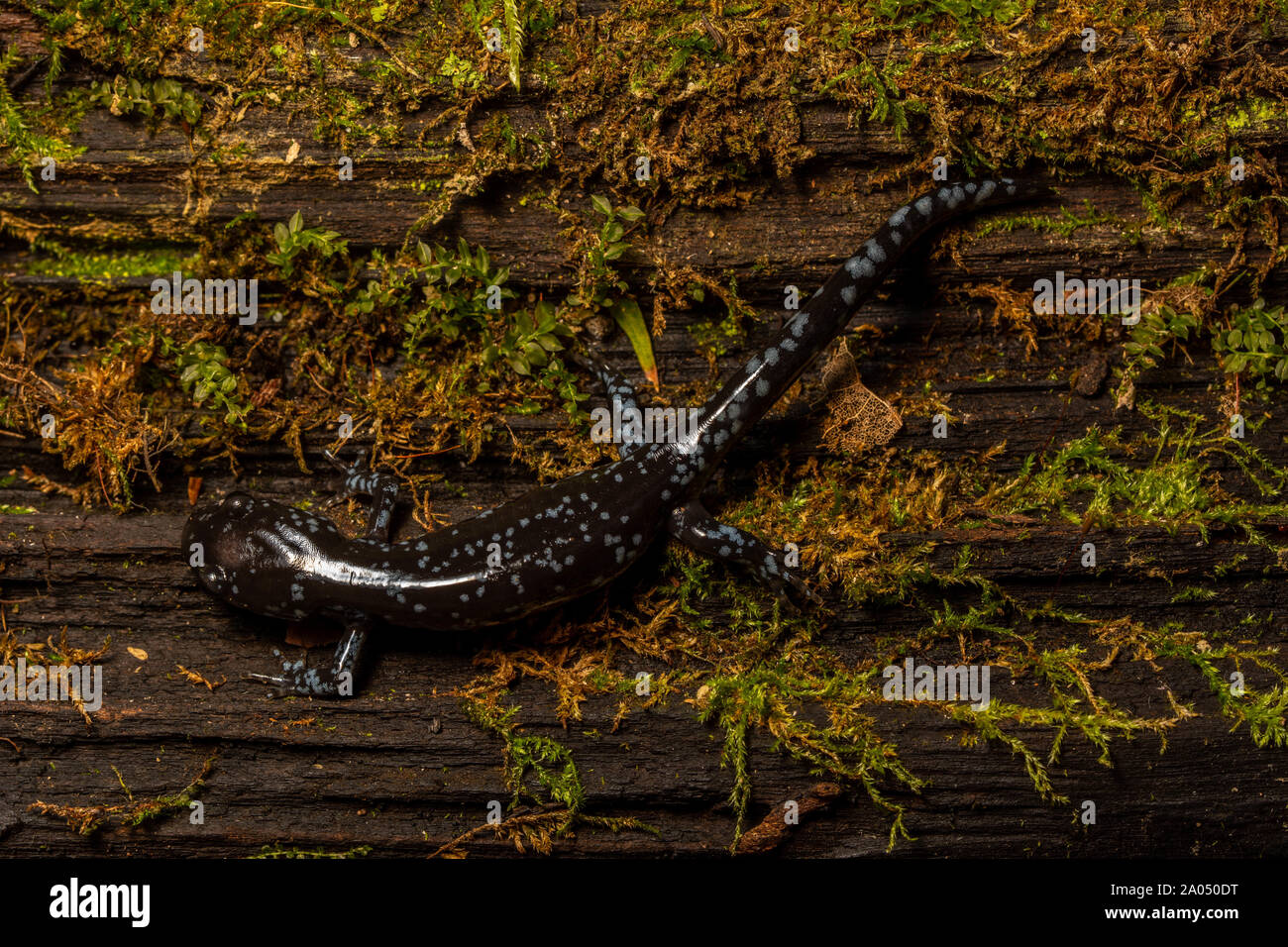 Blue-spotted Salamander (Ambystoma laterale) from Sheboygan County ...