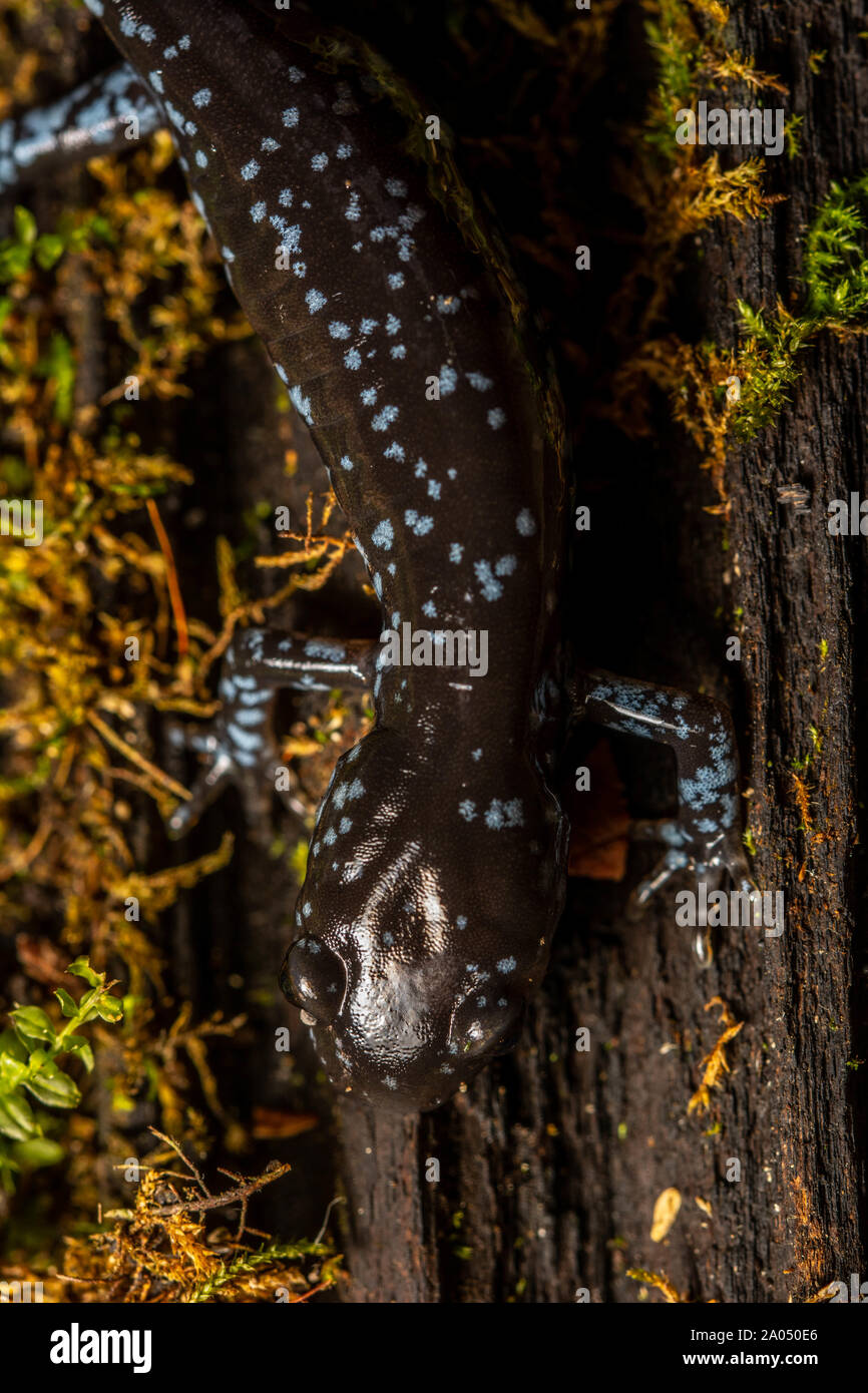Blue-spotted Salamander (Ambystoma laterale) from Sheboygan County ...