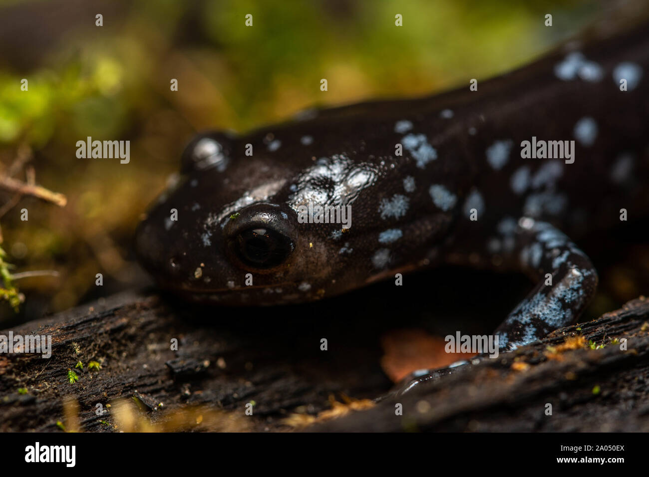 Blue spotted salamander hi-res stock photography and images - Alamy