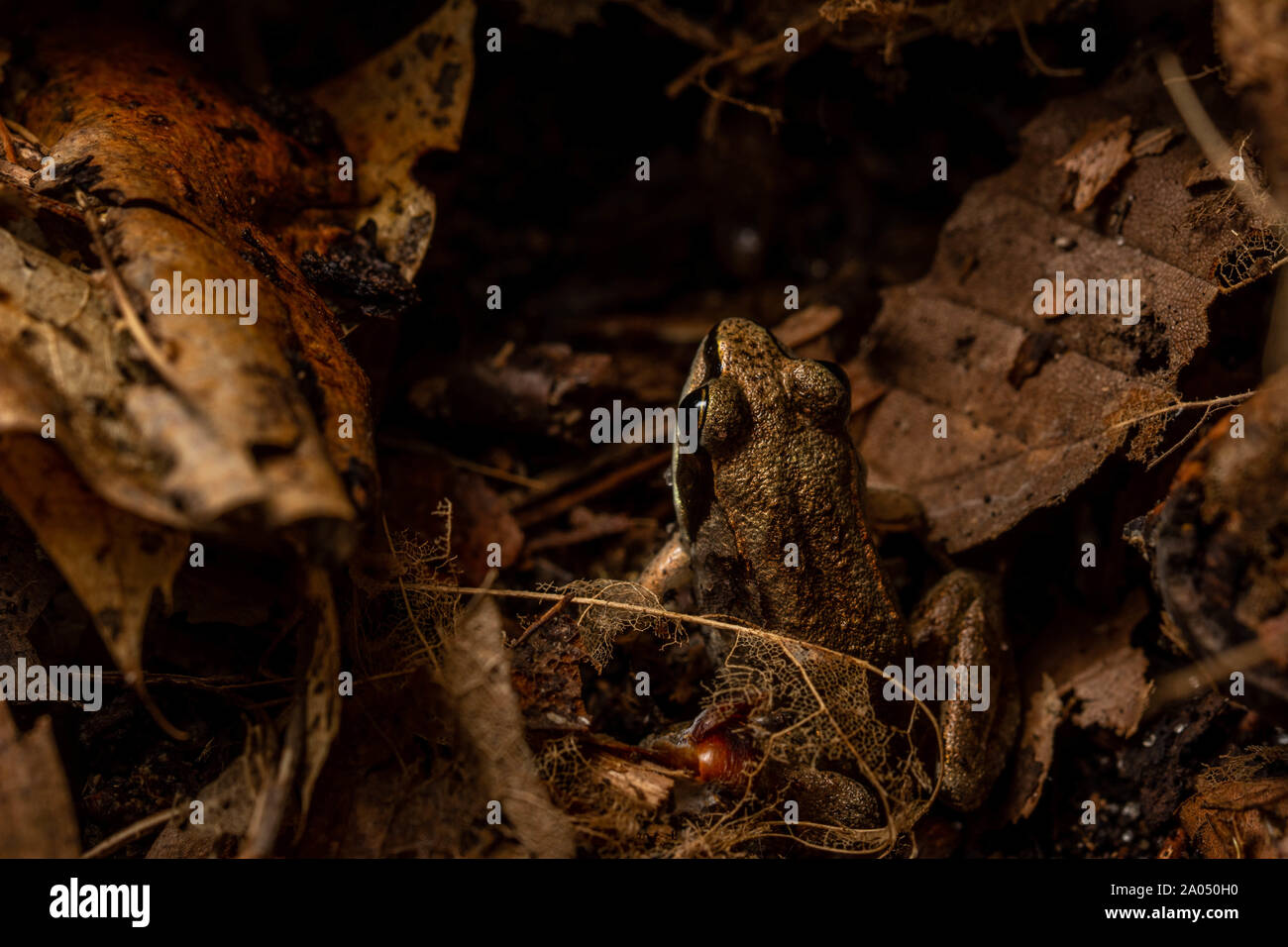 Wood Frog (Lithobates sylvaticus) from Sheboygan County, Wisconsin, USA ...