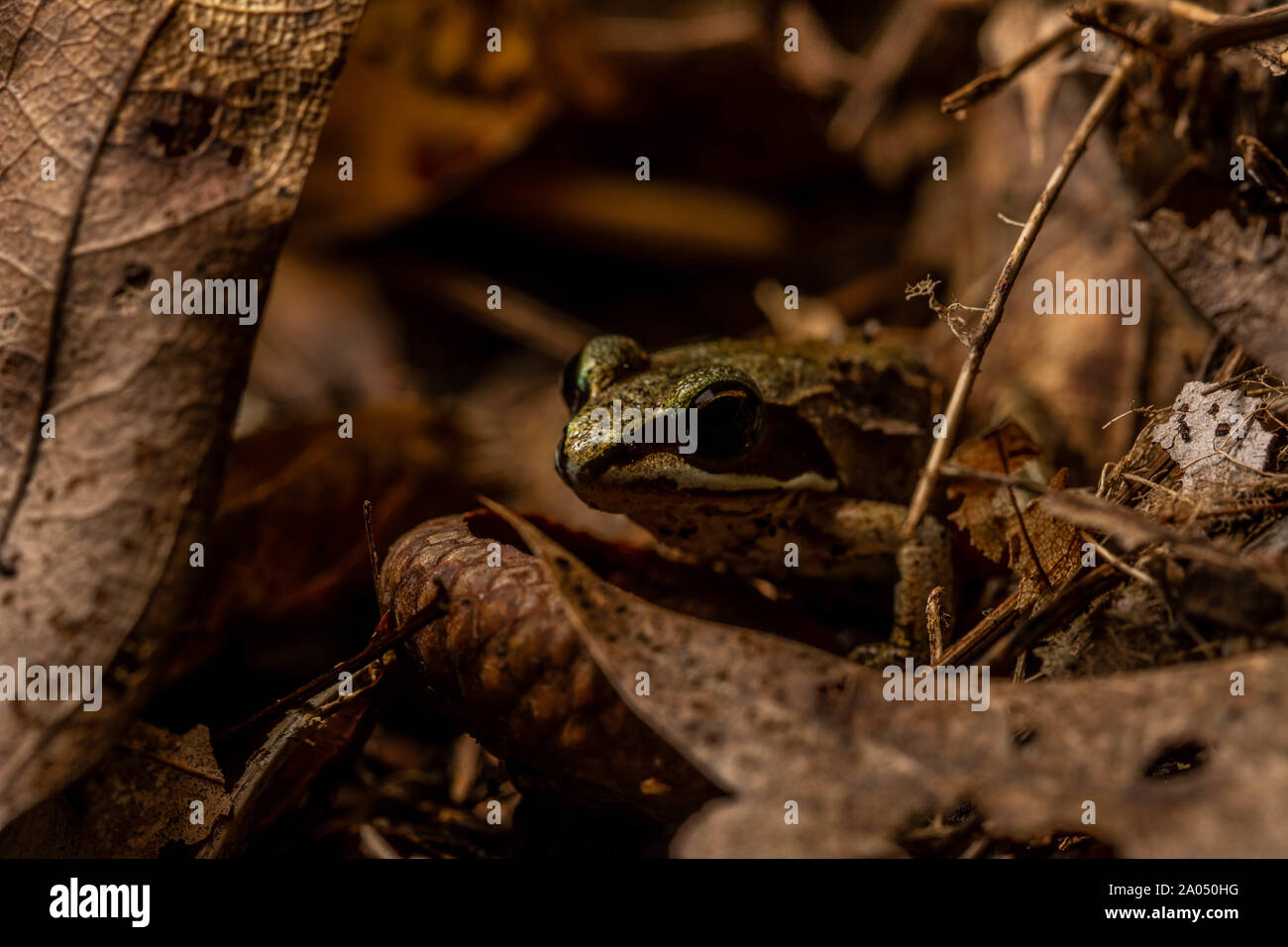 Wood Frog (Lithobates sylvaticus) from Sheboygan County, Wisconsin, USA ...