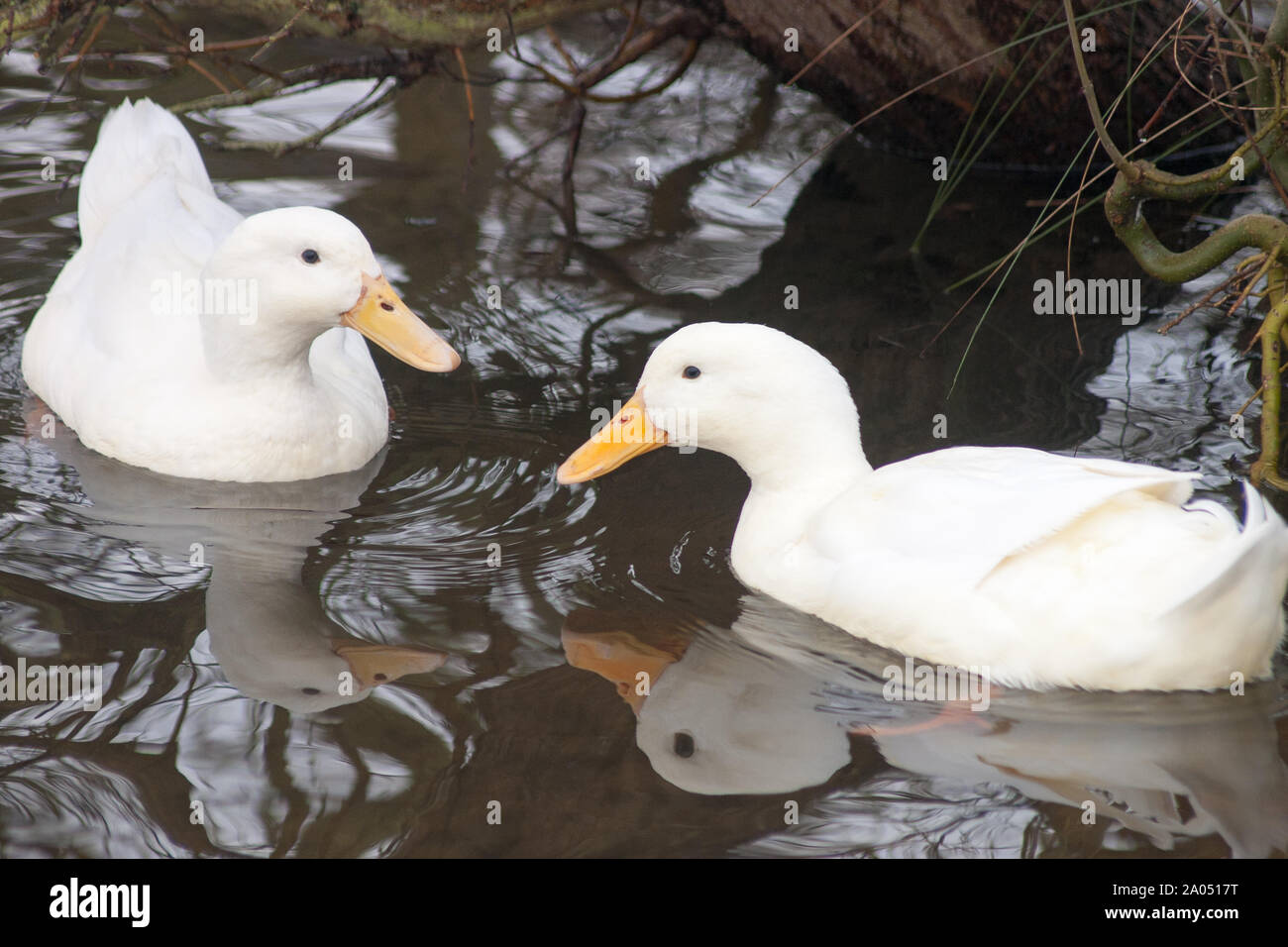 Geese by lake hi-res stock photography and images - Alamy