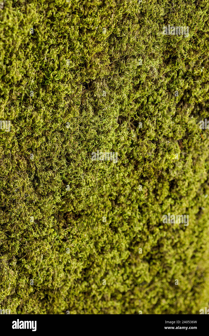 Moss texture. the Moss background. close up Stock Photo - Alamy
