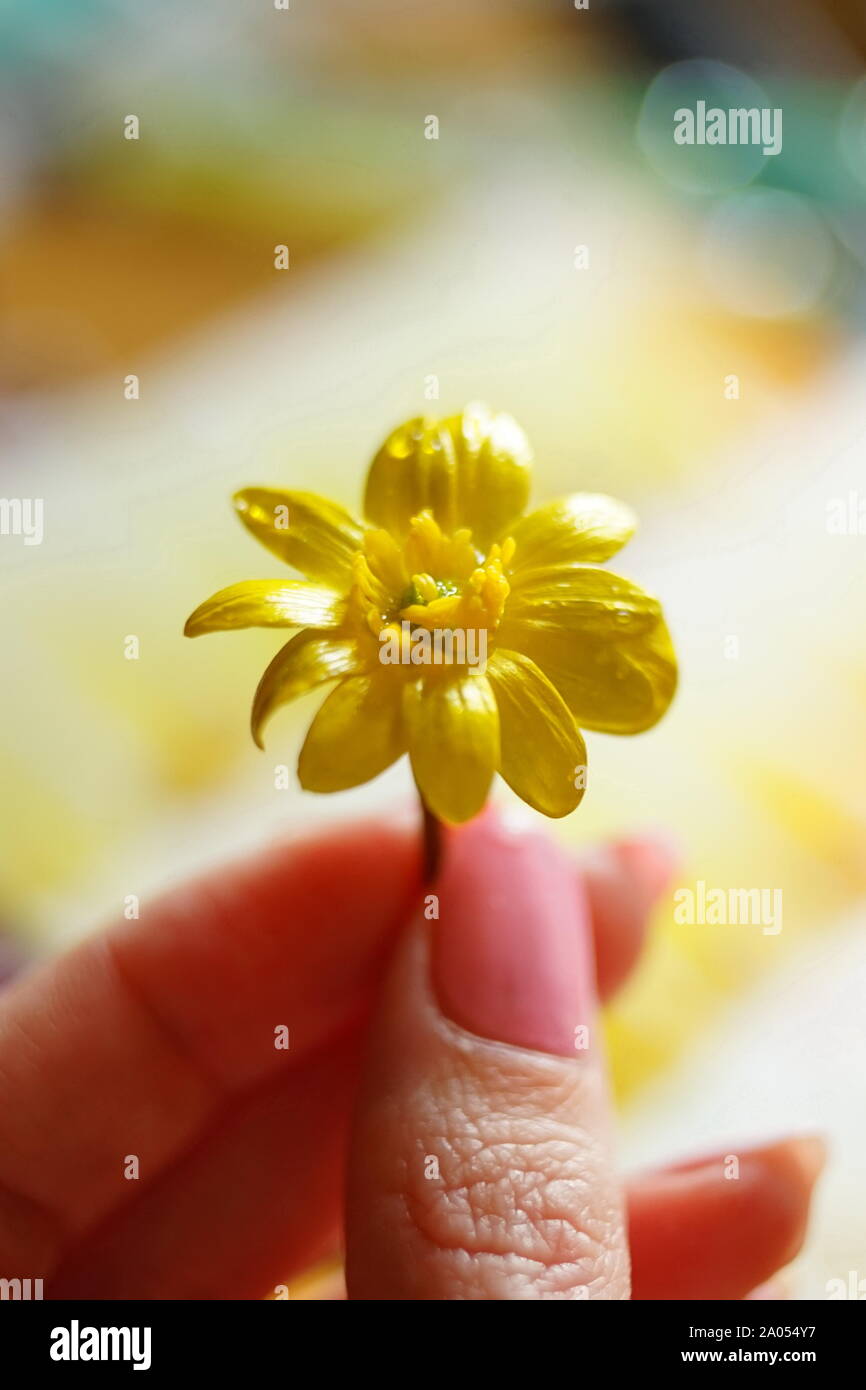 small yellow flower with drops on the petals in female fingers, macro ...