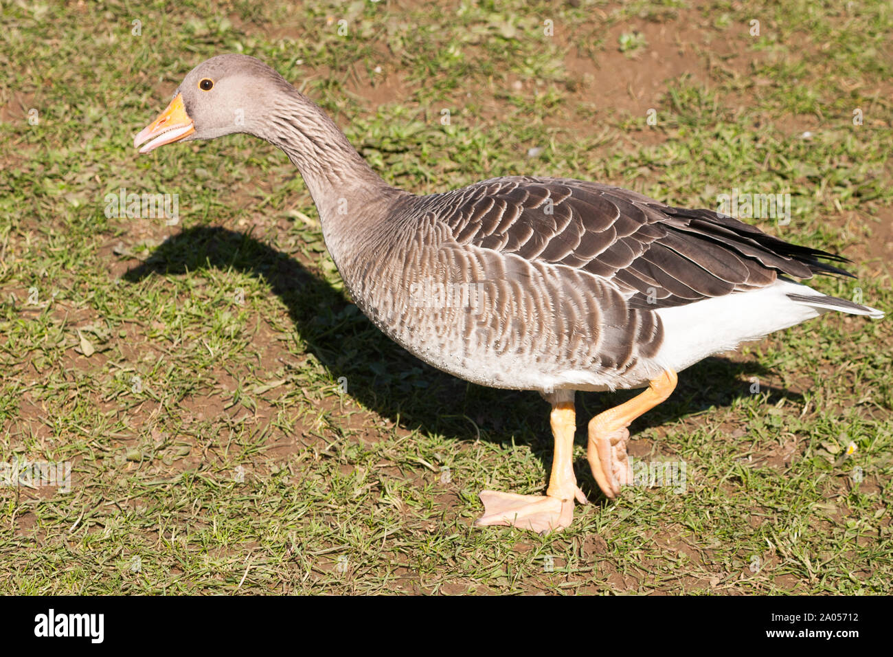 Paddling pool grass hi-res stock photography and images - Alamy
