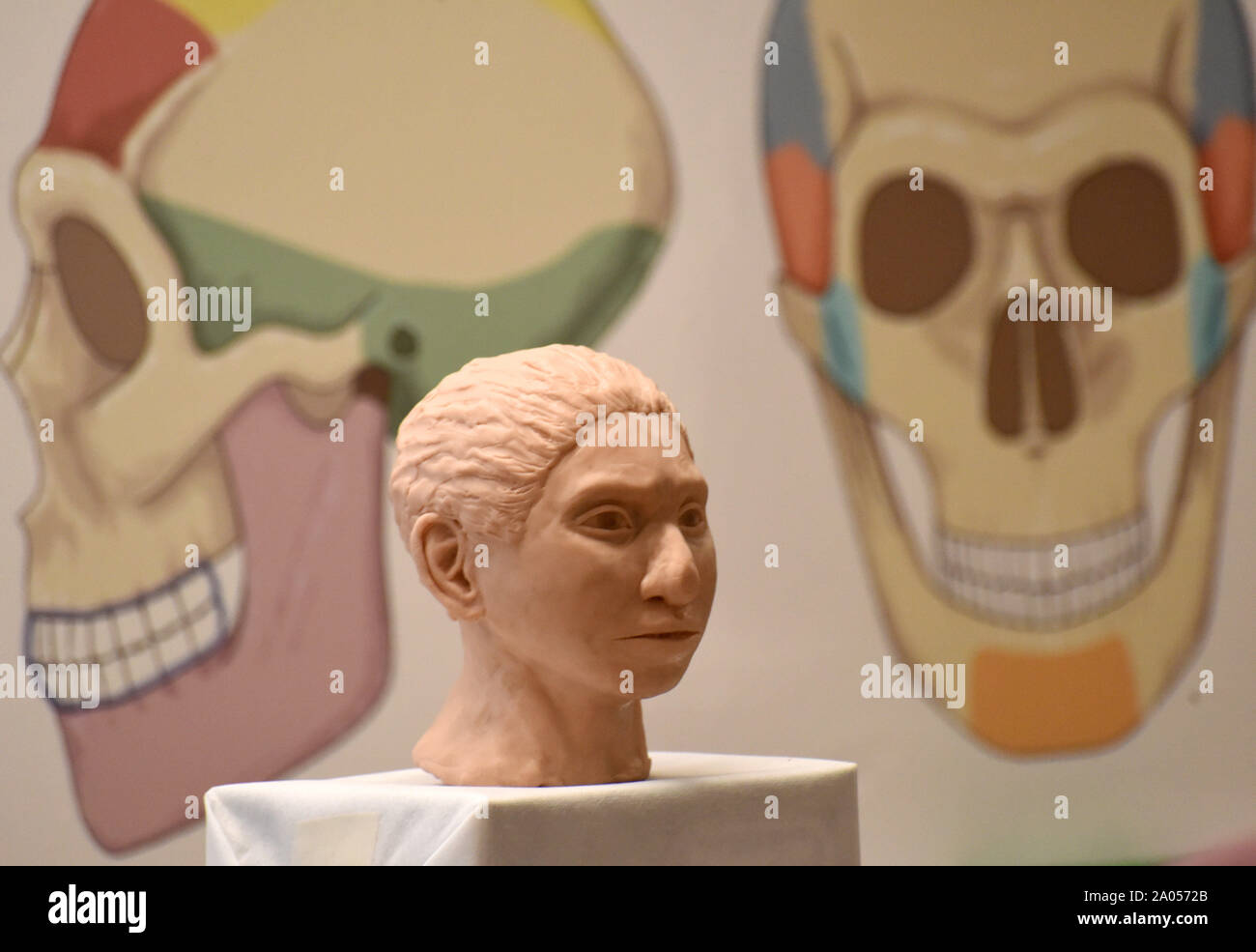 A close-up of the 3D printed reconstruction of a female Denisovan ...