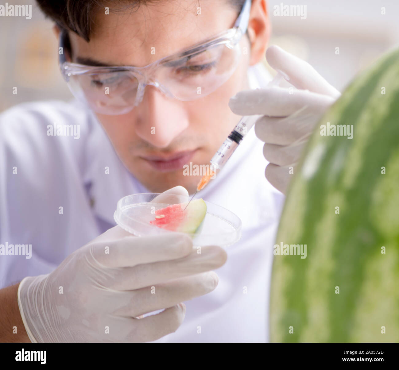 The scientist testing watermelon in lab Stock Photo - Alamy