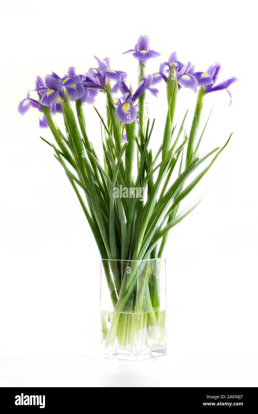 Large bunch of Blue Iris flowers in a glass vase pictured against a ...