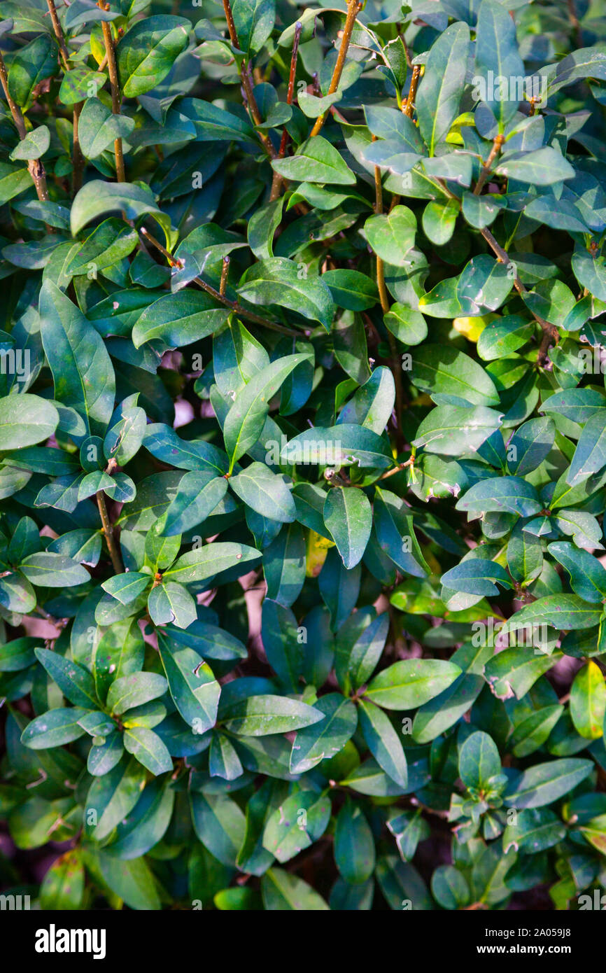 Green living hedge. Natural background Stock Photo - Alamy