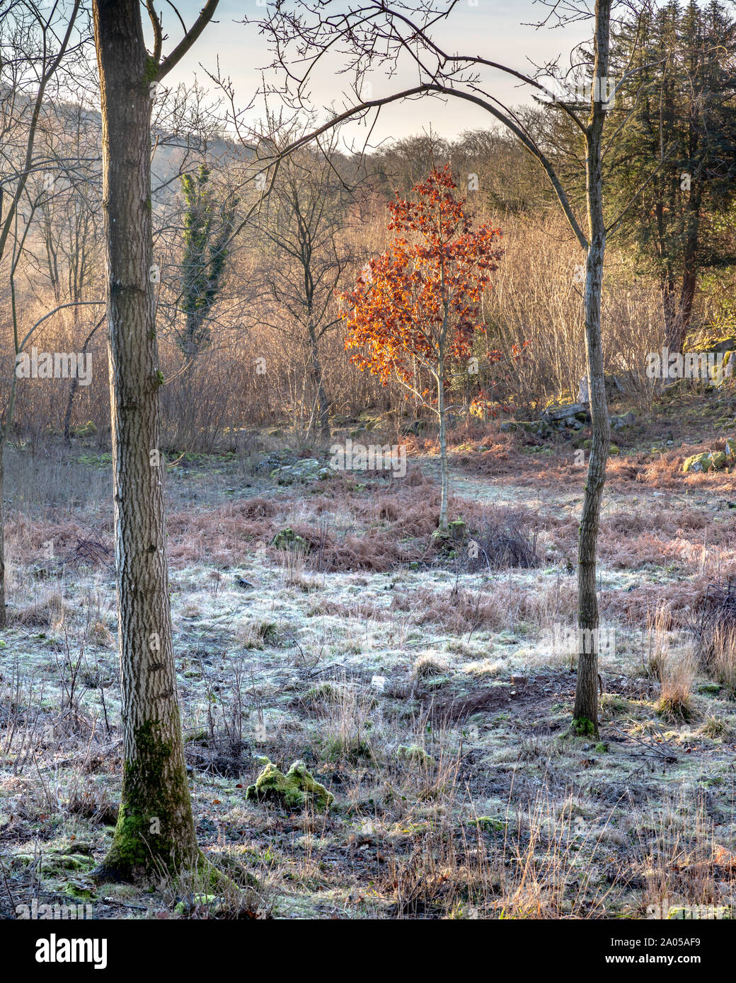Red Leaf Sapling in Forrest, Silverdale & Arnside AONB Stock Photo - Alamy
