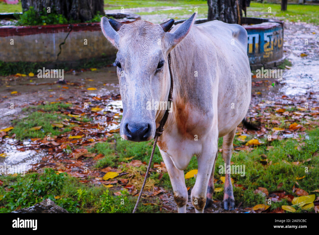 Cow after the rain on ground Stock Photo - Alamy