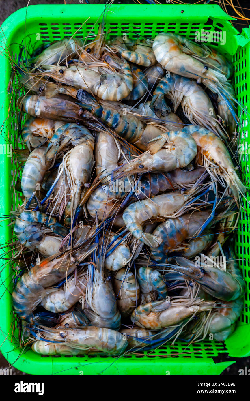 Fresh Prawns For Sale At Mingalar Market, Nyaung Shwe, Lake Inle, Shan ...