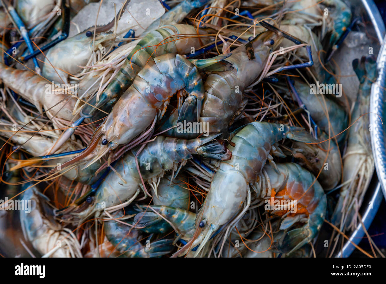 Fresh Prawns For Sale At Mingalar Market, Nyaung Shwe, Lake Inle, Shan ...
